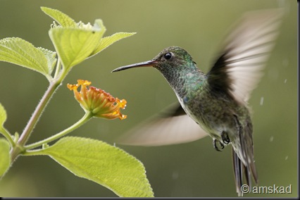 Kila Faune: Colibris sous quelques gouttes de pluie.